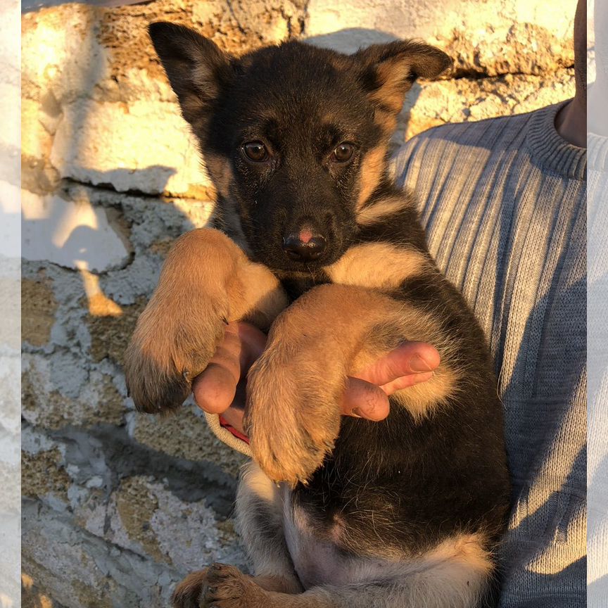 Немецкая овчарка