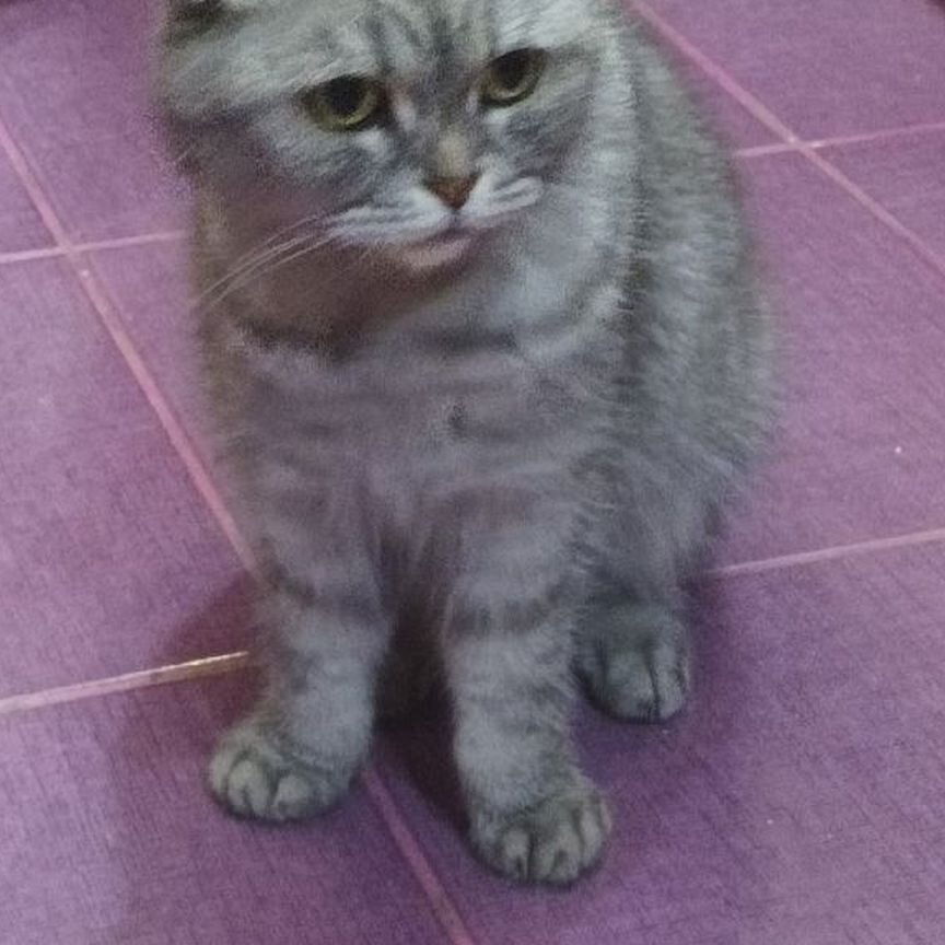 Шотландская вислоухая короткошёрстная кошка, взрослая