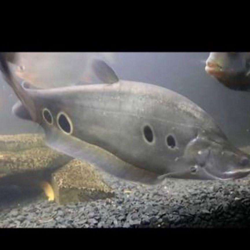 Индийский нож