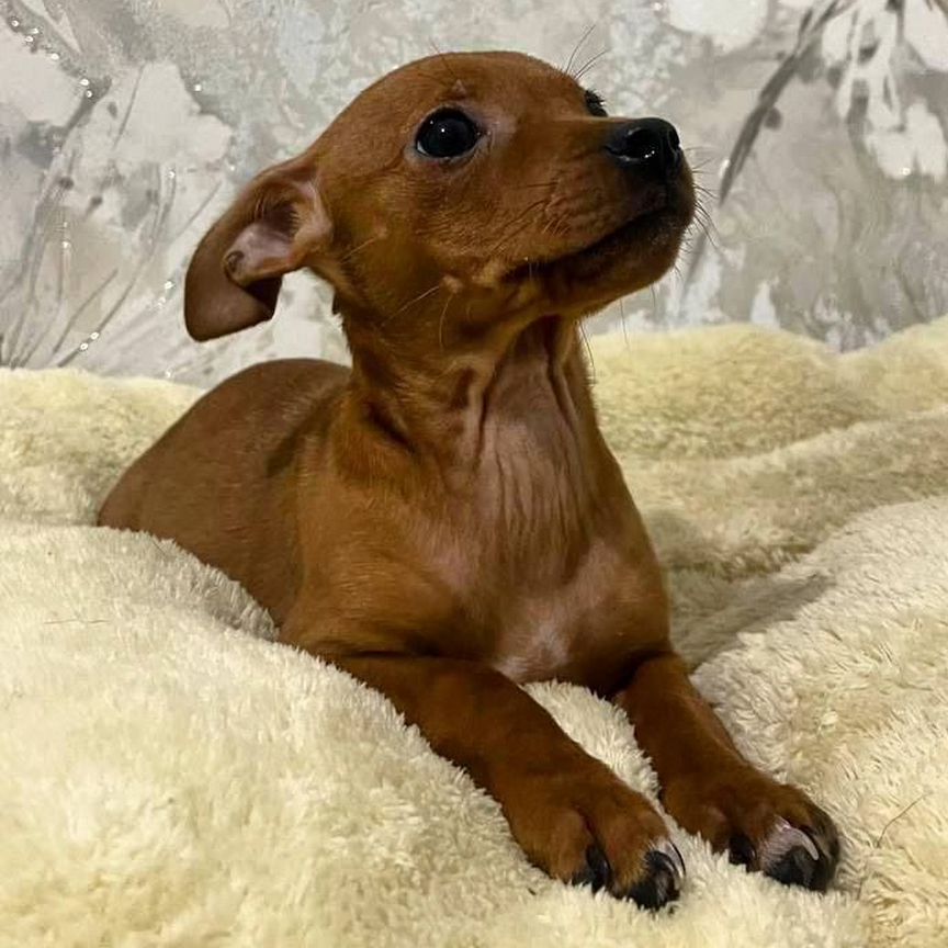 Щенки карликового пинчера