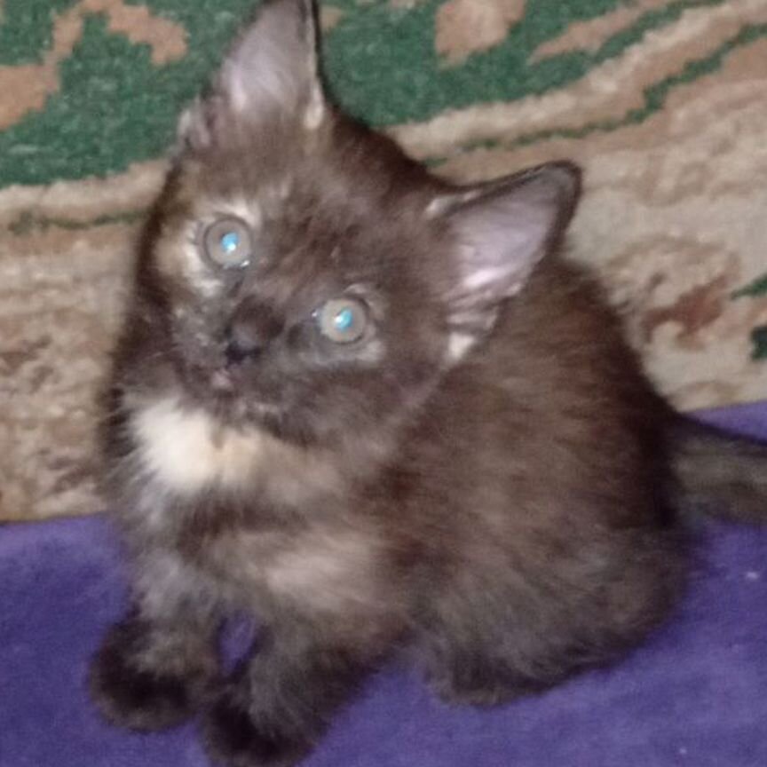 Котёнок в добрые руки