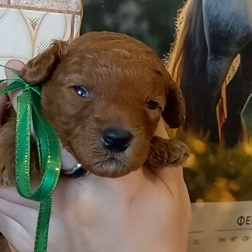 Той-пудель, щенок