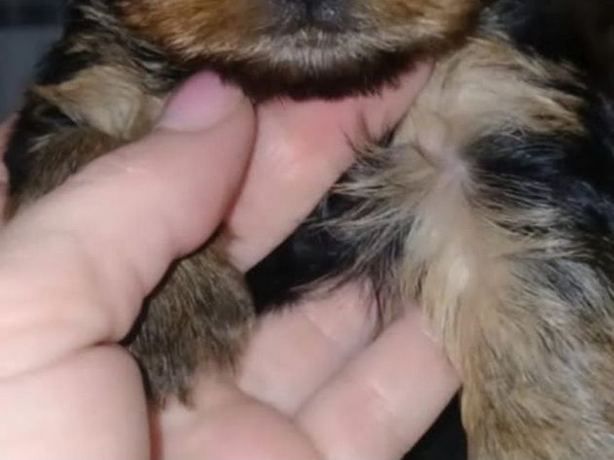 Мини щенки кукольные мордашки