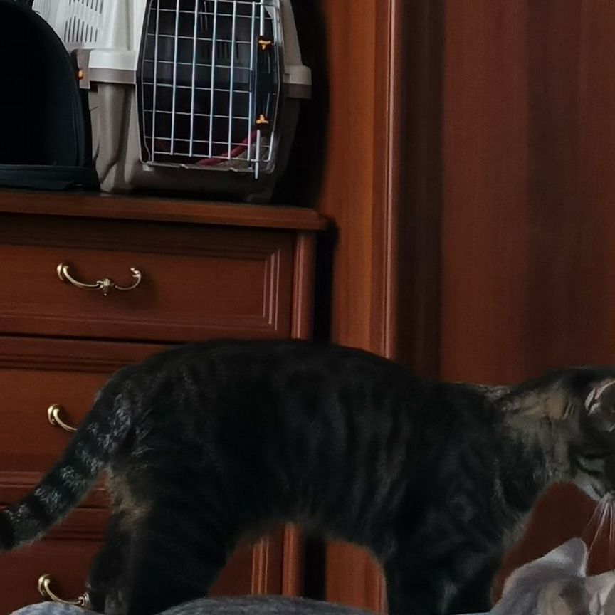 Кошечка молодая