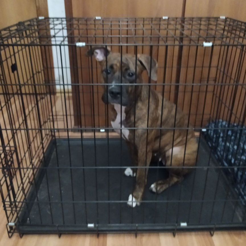 Клетка вольер