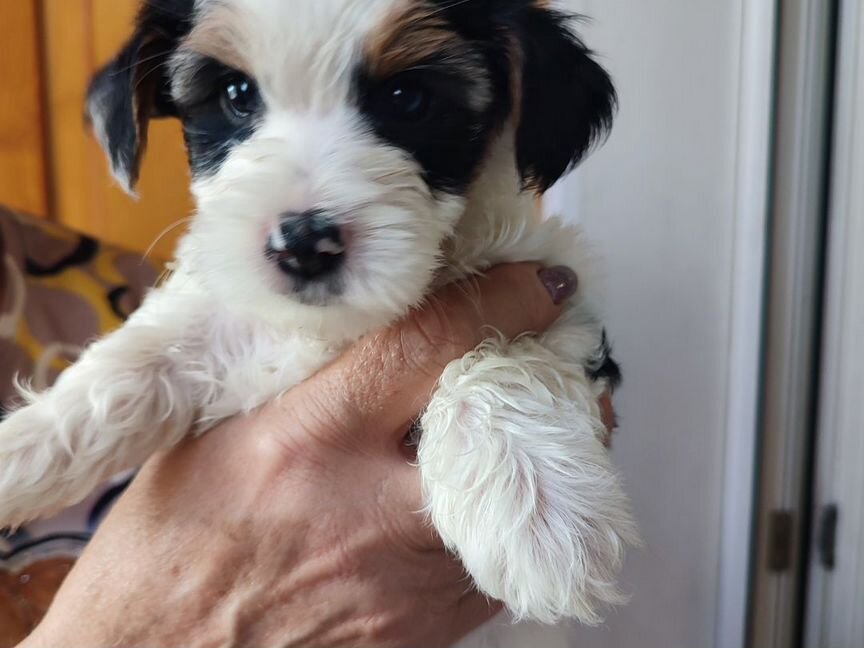 Щенки бивер йорка