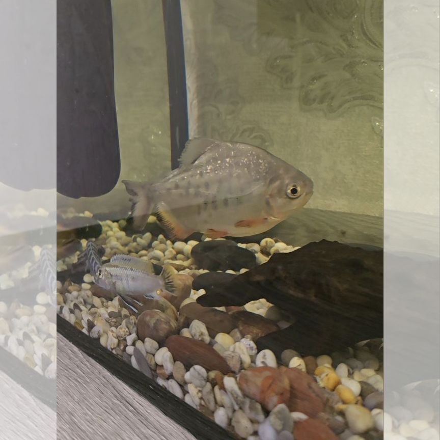 Пиранья паку. Аквариумные рыбки