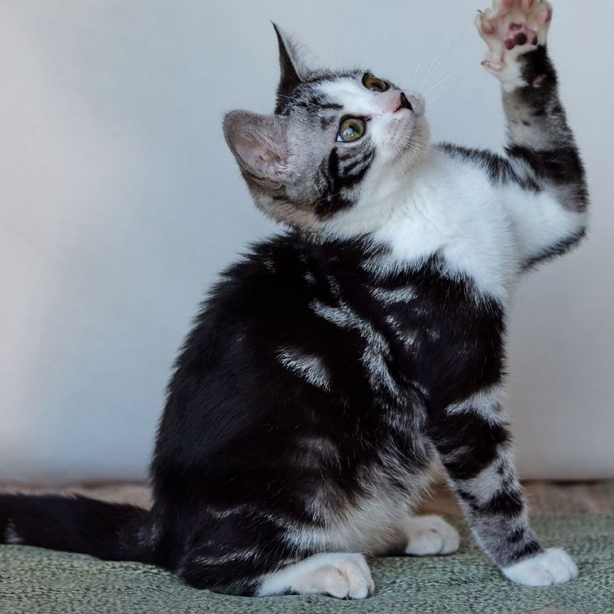 Кошки породистые котята