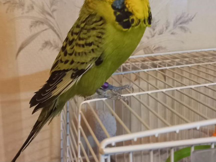 Выставочный волнистый попугай, самец