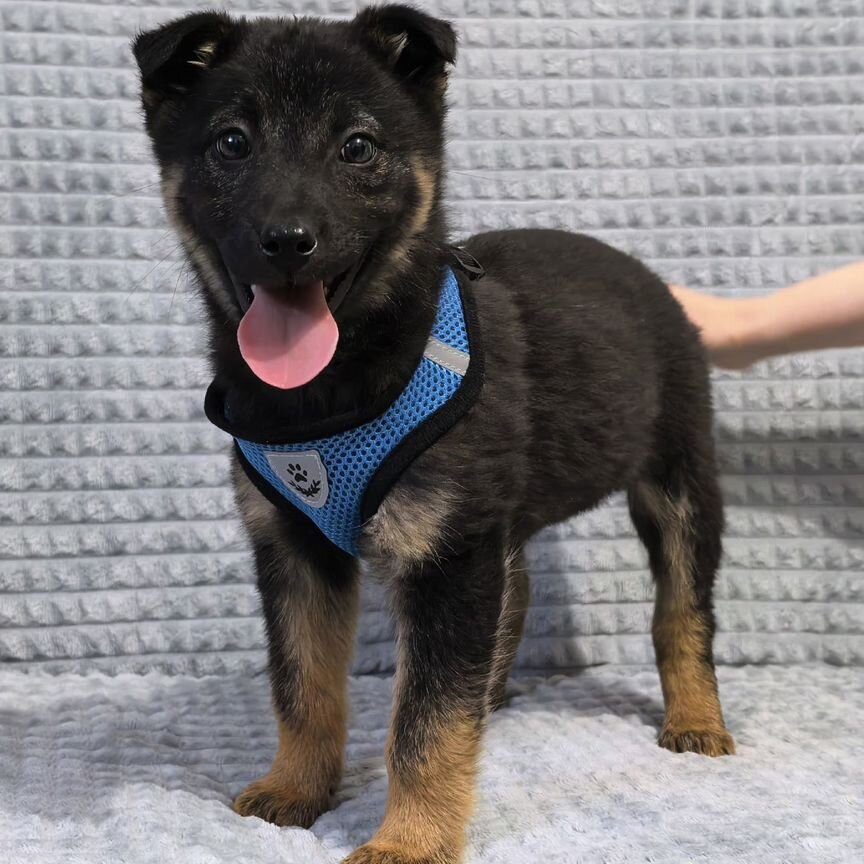 Щенок в добрые руки