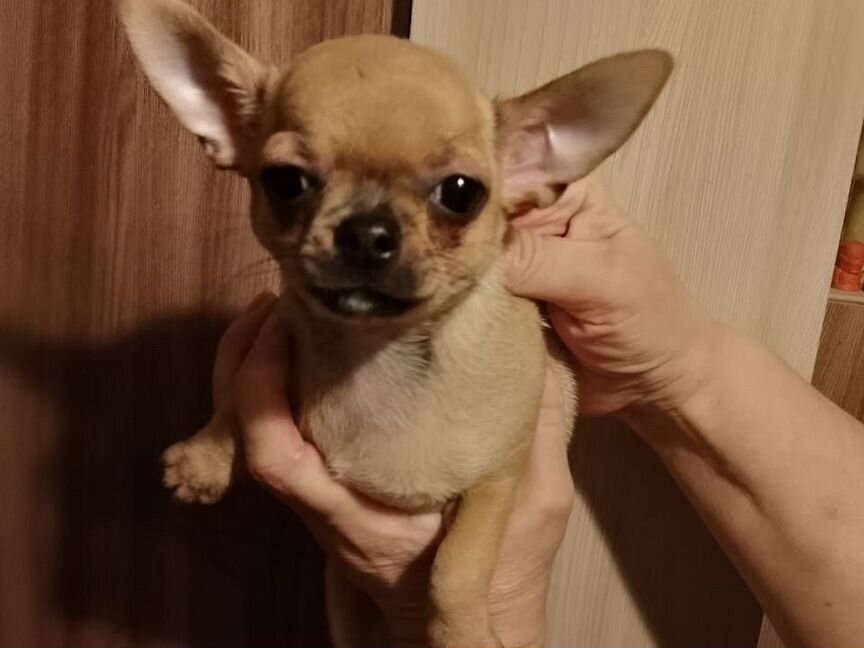 Щенки чихуахуа