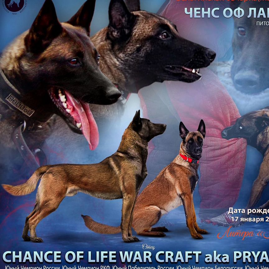 Малинуа от чемпионов. Бронь