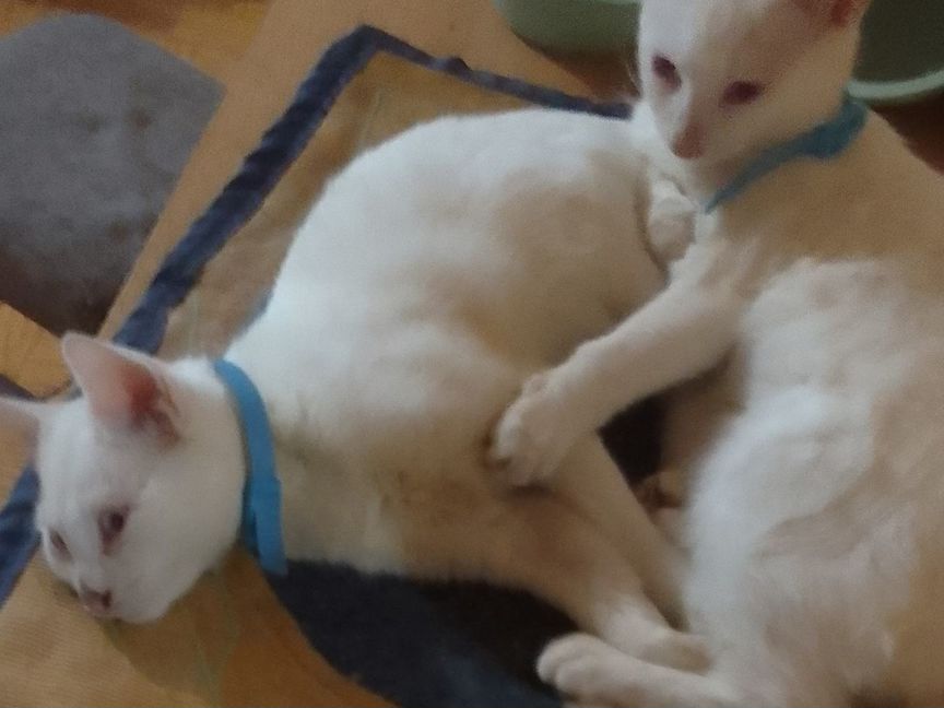 Отдам в добрые руки