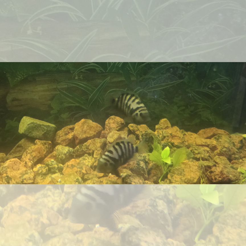 Цихлазома полосатая(зебра)