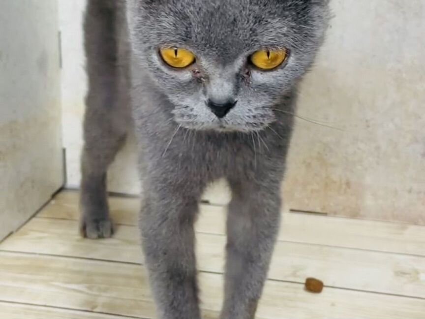 Британская