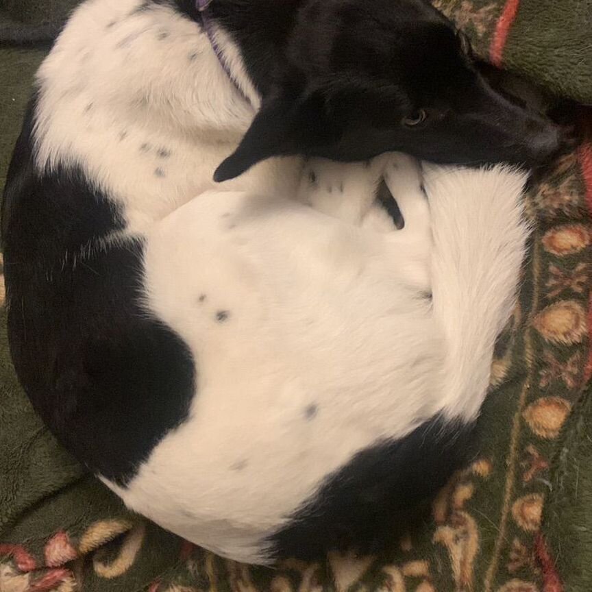 Чудесная собака в добрые руки