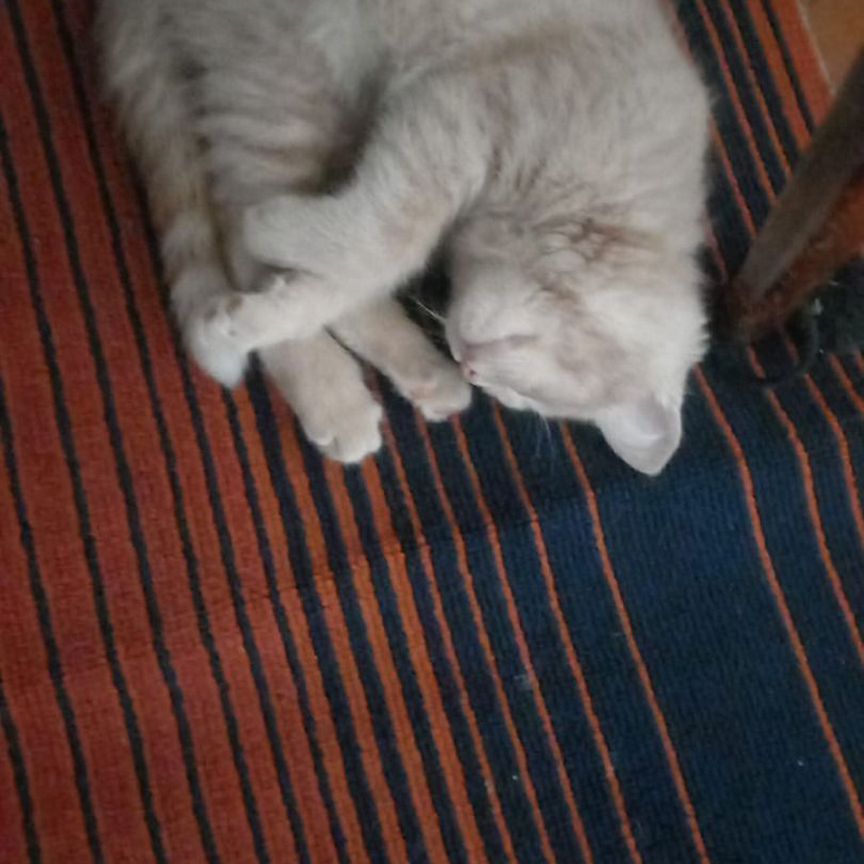 Отдам бесплатно котёнка