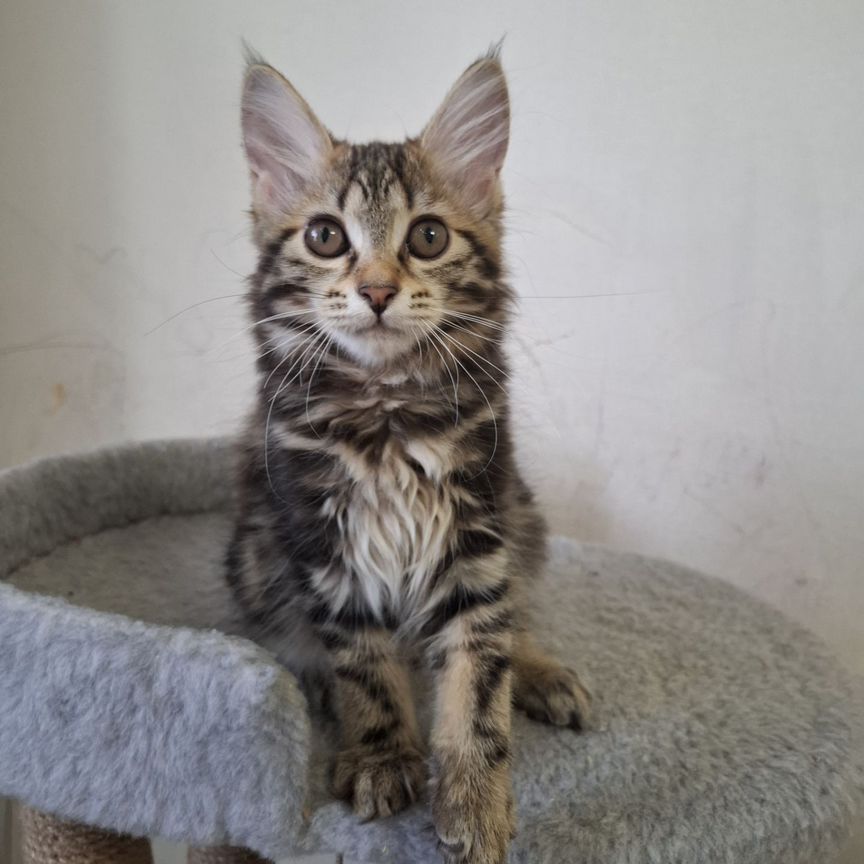 Невероятная ласкуша