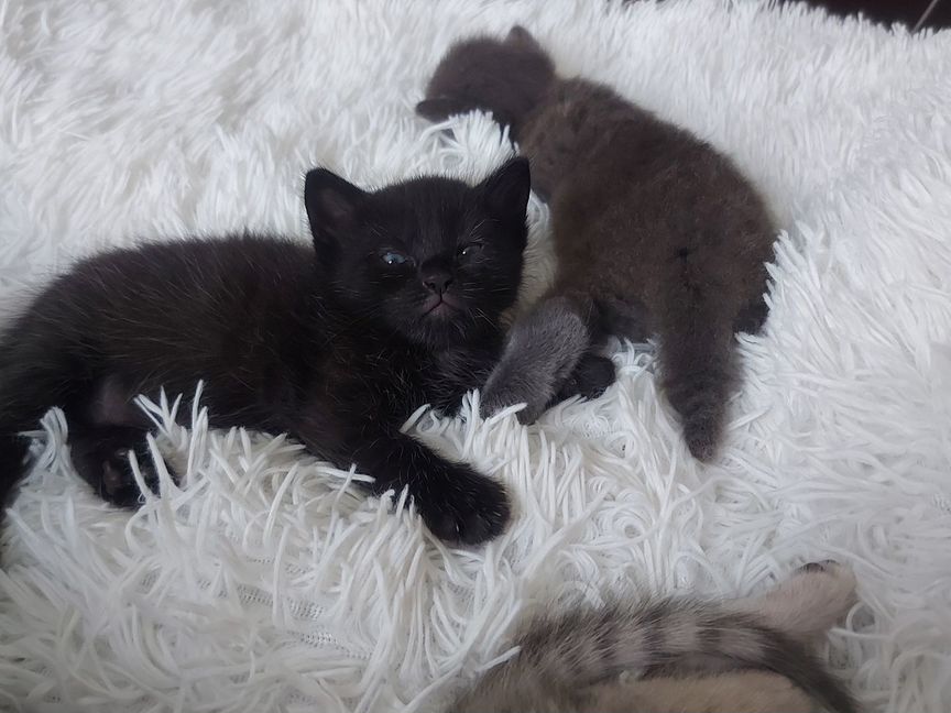 Отдам котят
