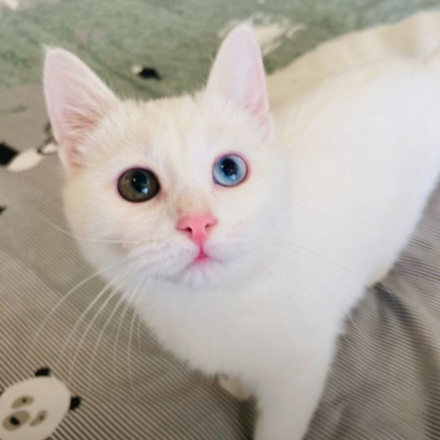 Белый котенок с разными глазами