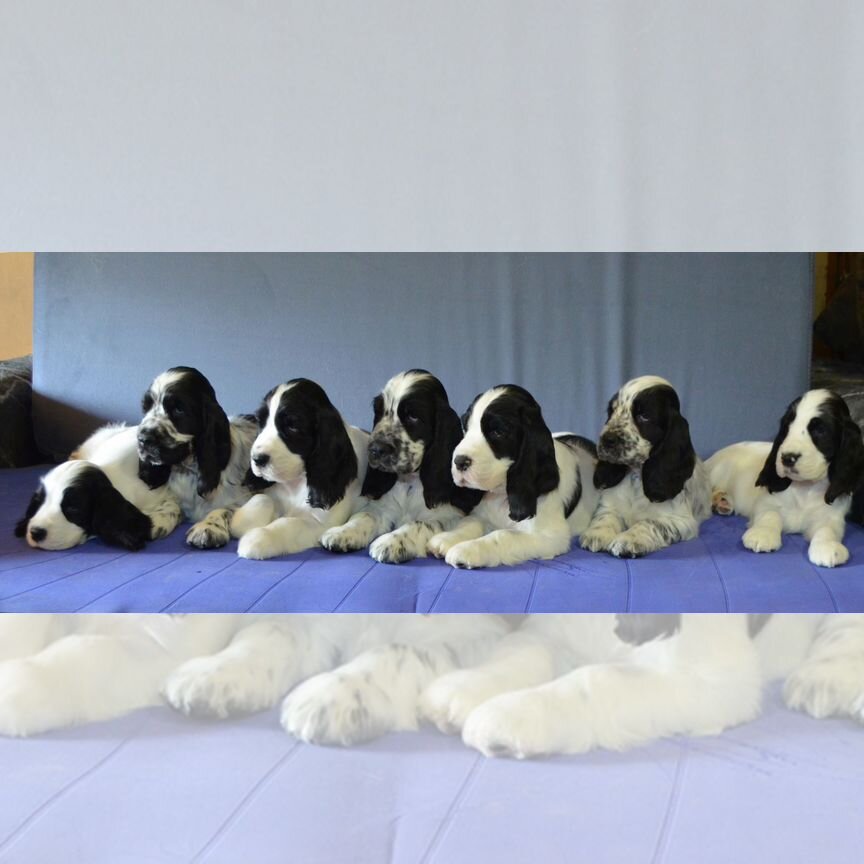 Английский кокер-спаниель, щенок