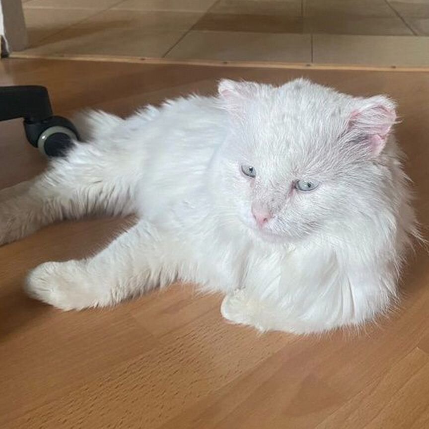 Пристраивается в добрые руки