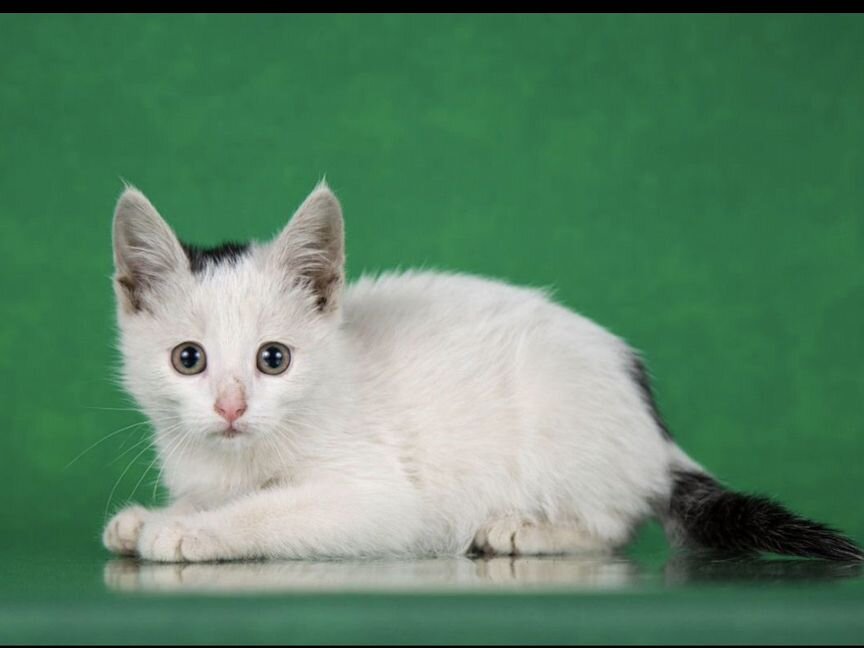 Малышка кошечка 1,5 месяца