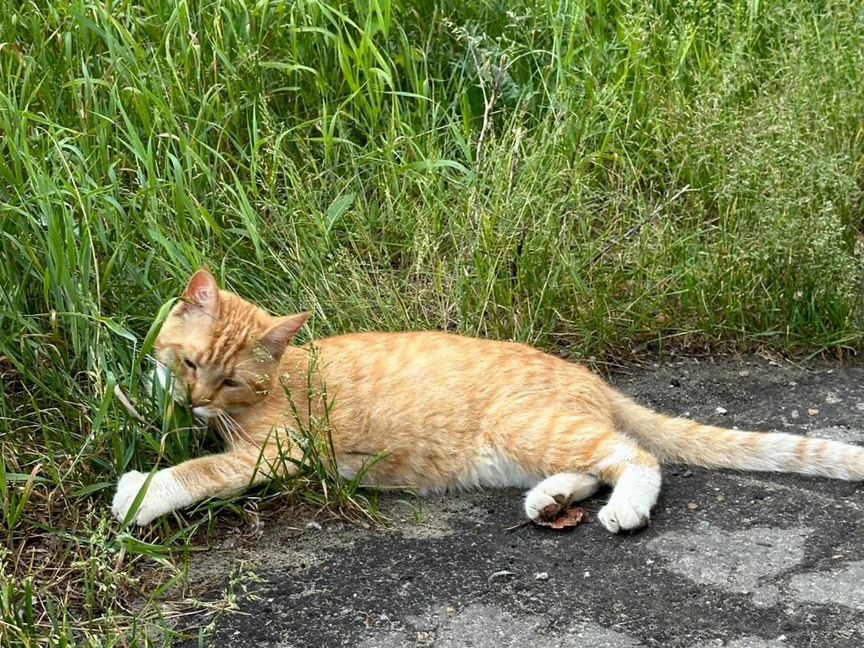 Кот, на половину мейн-кун