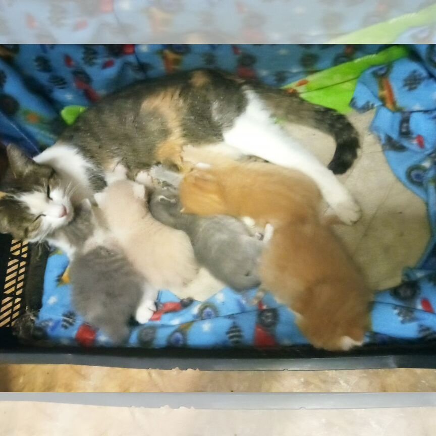Отдаю котят в добрые руки