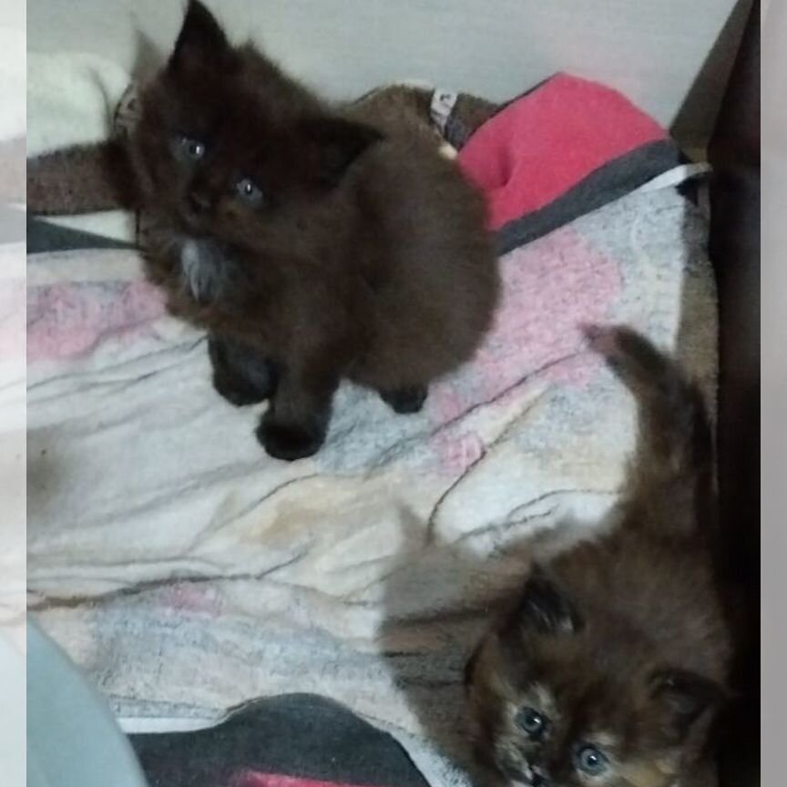 Мейн-кун котёнок