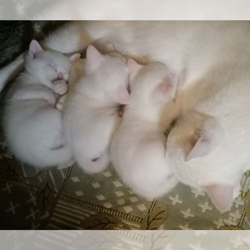 Британский короткошёрстный котёнок