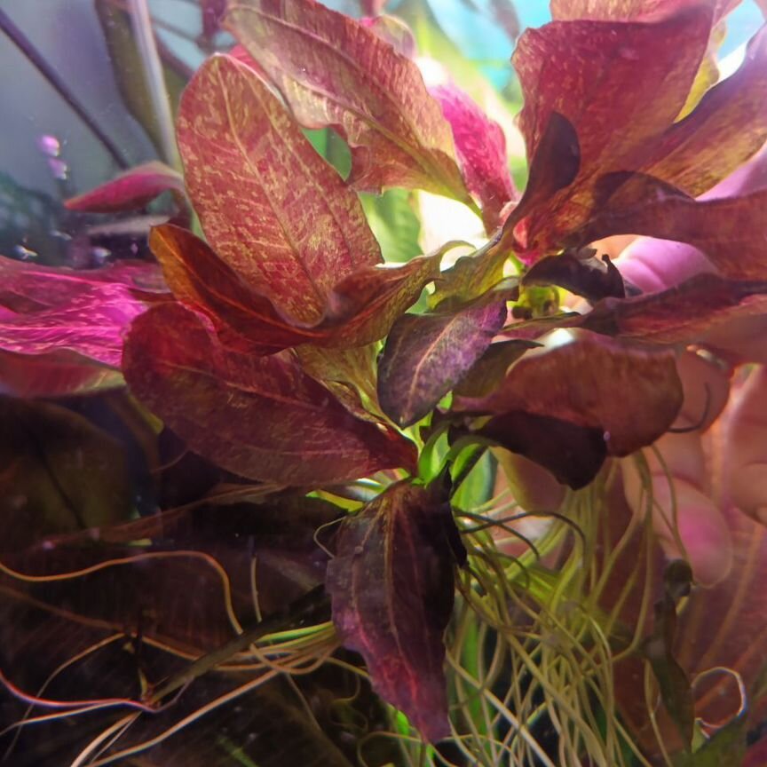 Эхинодорус "красное пламя" аквариумное растение