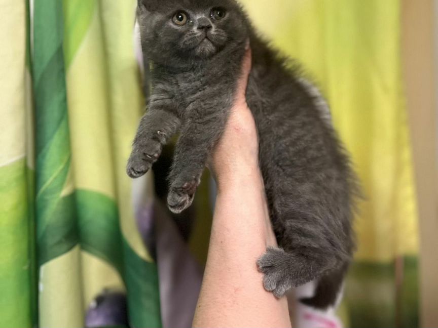 Шатланские вислоухие котята