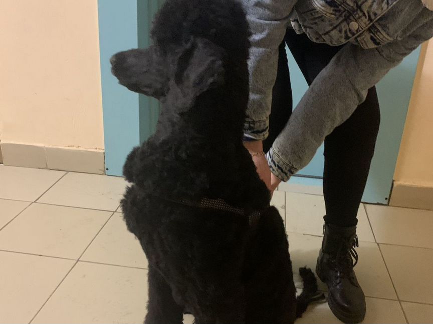 Кобель на вязку королевский пудель