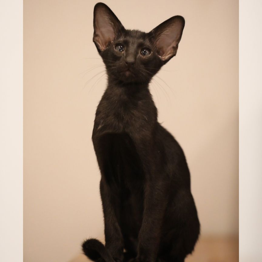 Ориентальный котёнок