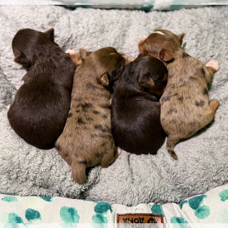 Бивер-йоркширский терьер, щенок