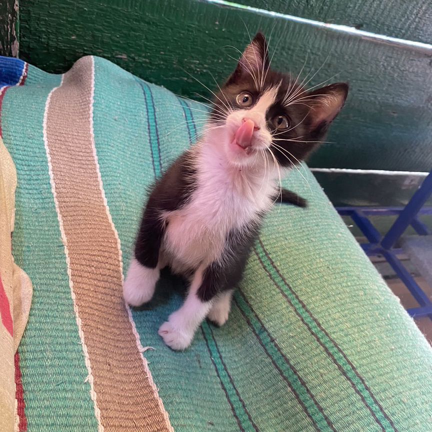 Отдаю котят в хорошие руки
