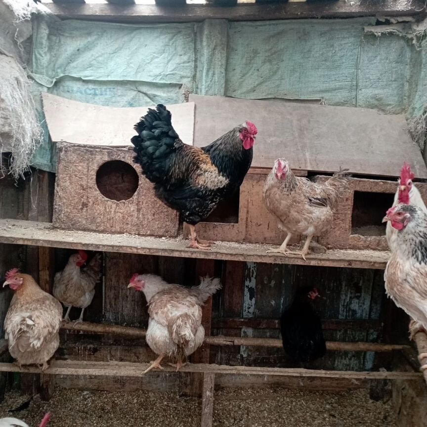 Петухи крупные