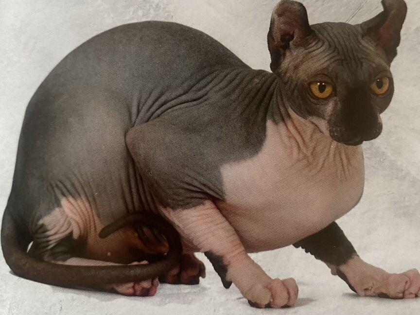 Канадский сфинкс Эльф