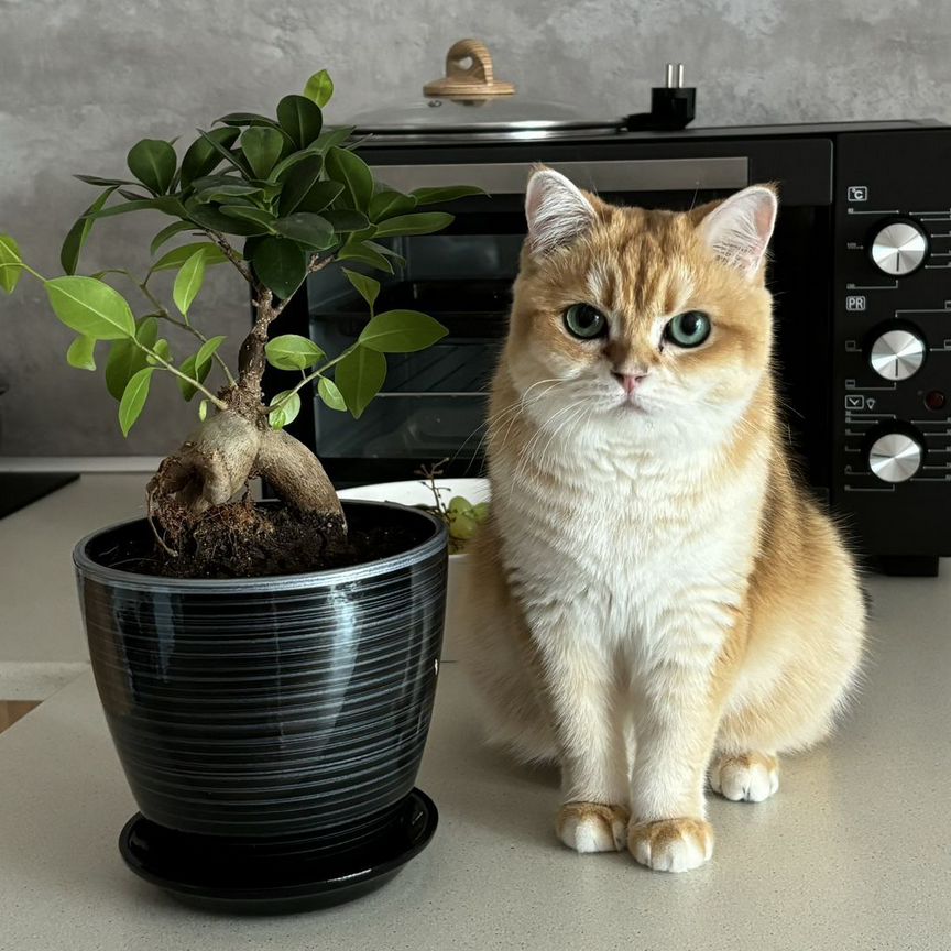 Британская короткошёрстная, взрослая кошка