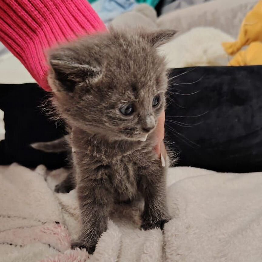 Котёнок в добрые руки