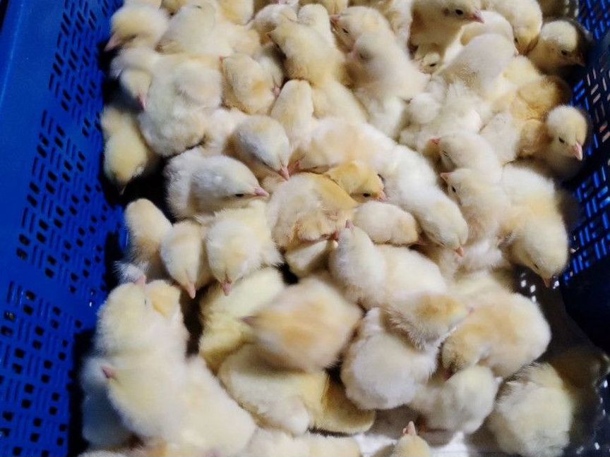 Цыплята бройлеры суточные с доставкой