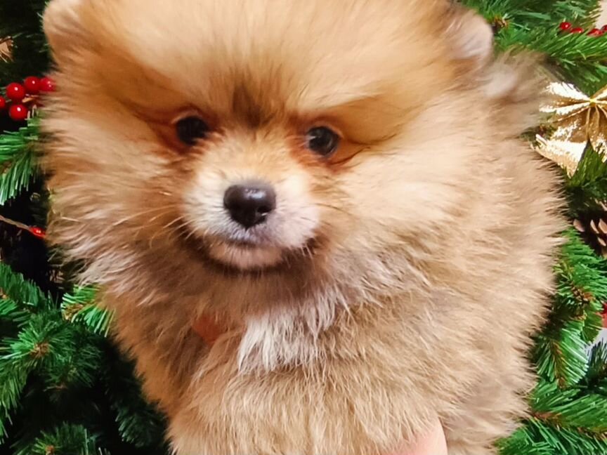 Померанский шпиц новогодний подарок