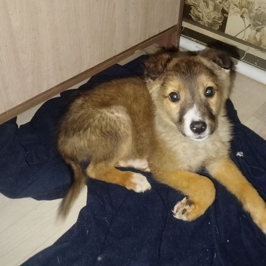 Щенок в добрые руки