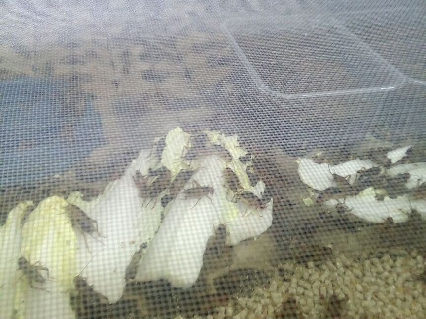 Банановые сверчки