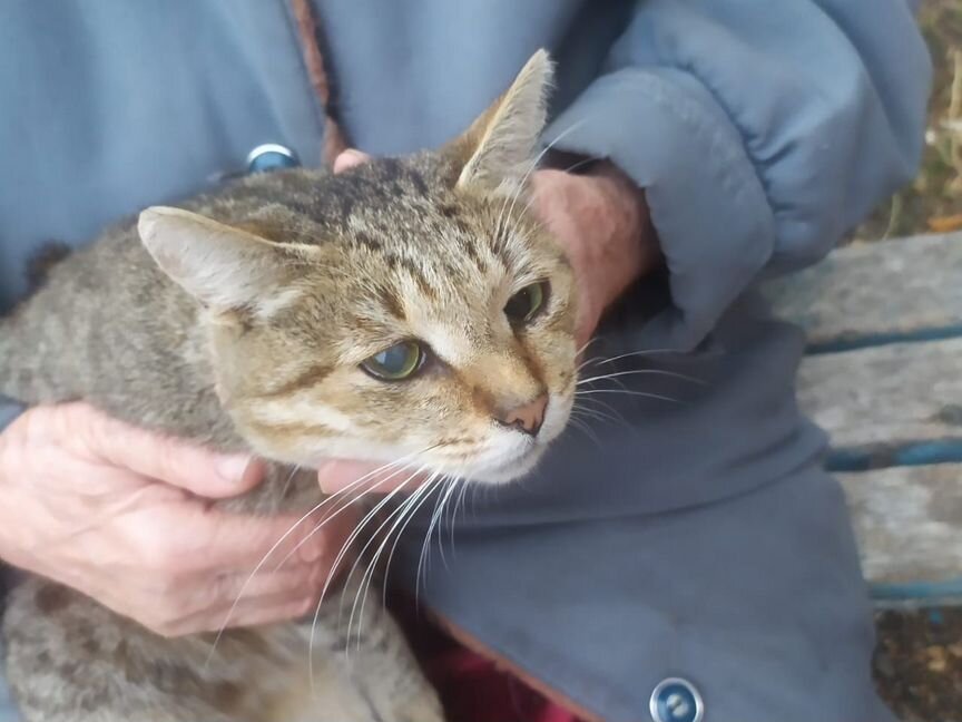 Кошечка в добрые руки