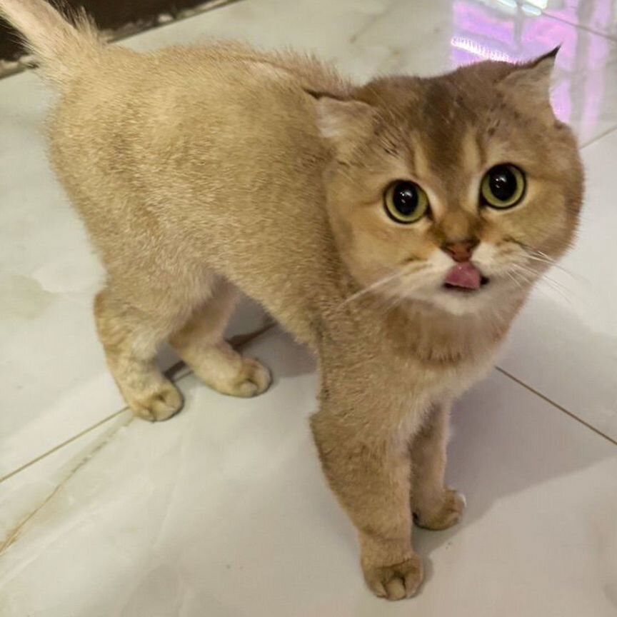 Кошка золотая шиншилла