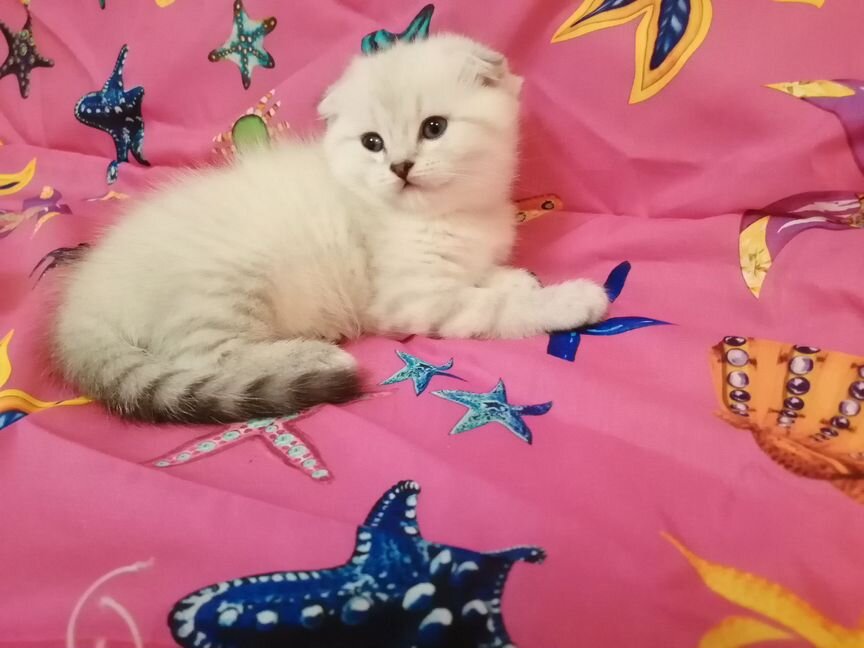 Шотландская вислоухая кошка