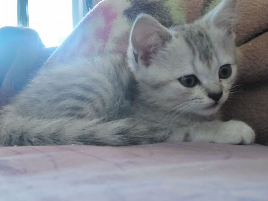 Шотландские котятки