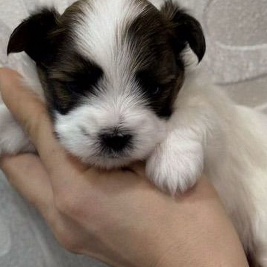 Бивер-йоркширский терьер, щенок